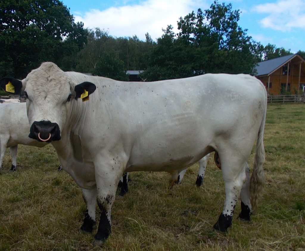 British White Stock For Sale - Bushwell Farm